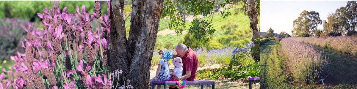 Take a Breather during Gather Round 2025 – Lyndoch Lavender Farm